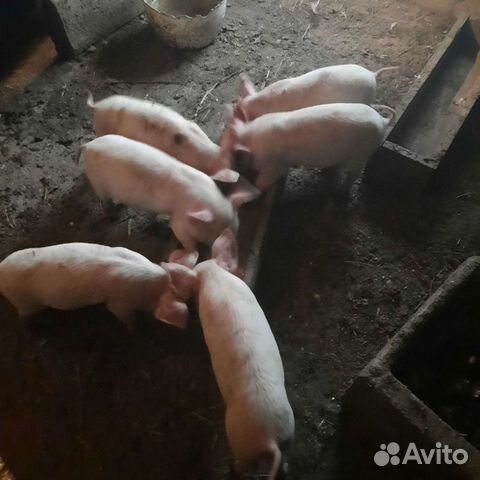 Поросенок мясной породы
