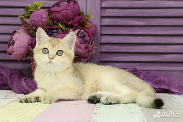 Золотая шиншилла кошечка ny25