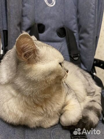 Британский кот вязка