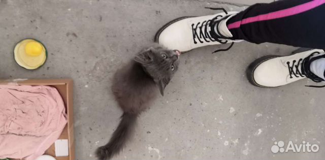 Котенок очень ласковый, кто-то оставил в подъезде