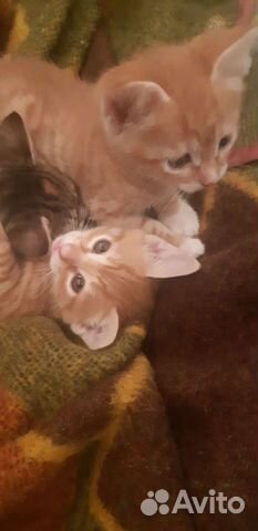 Котята в добрые руки