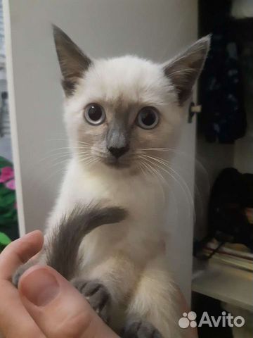 Котёнок сиамский