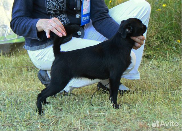 Девочка пти брабансон Юный Чемпион России