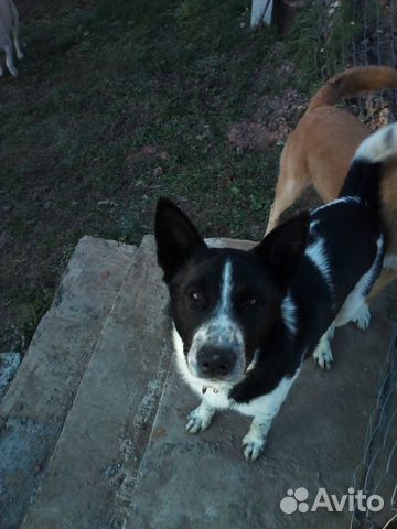 Собака мальчик 1 год