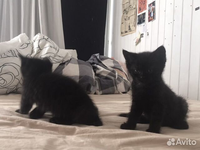 Британские котята черные