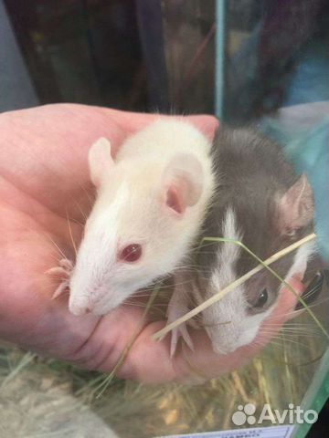 Крыса дамбо малыши