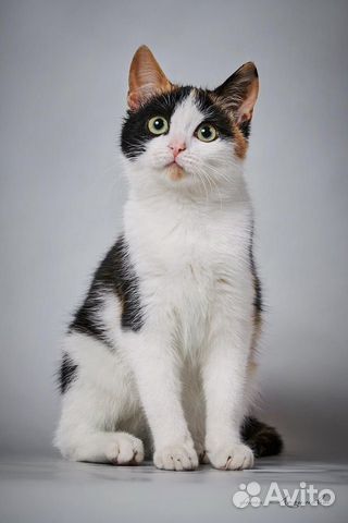 Кошка Конфетка 3,5 мес
