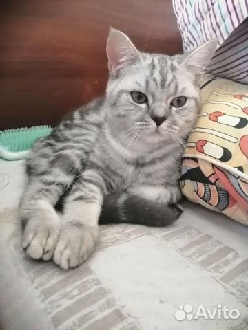 Британский короткошерстный кот
