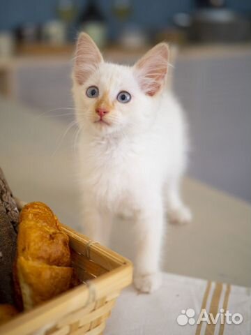 Котенок Арвен