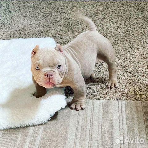 Микро экзот - американский булли