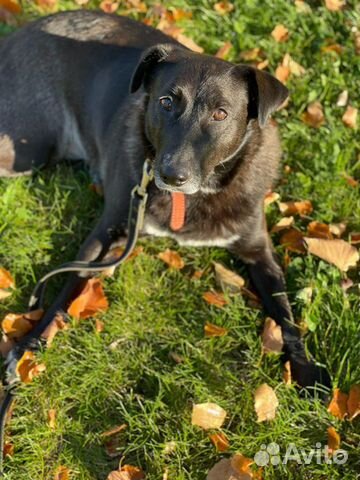 Для смышленной собаки ищем дом и любящих хозяе