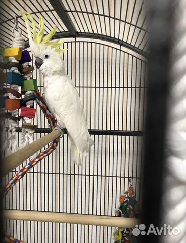 Попугай Гоша