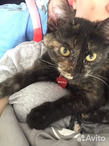 Кошка