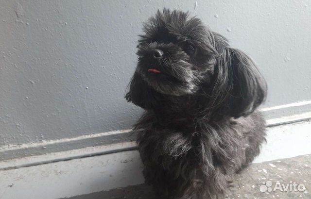 Найдена маленькая собака