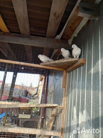 Голуби почтовые