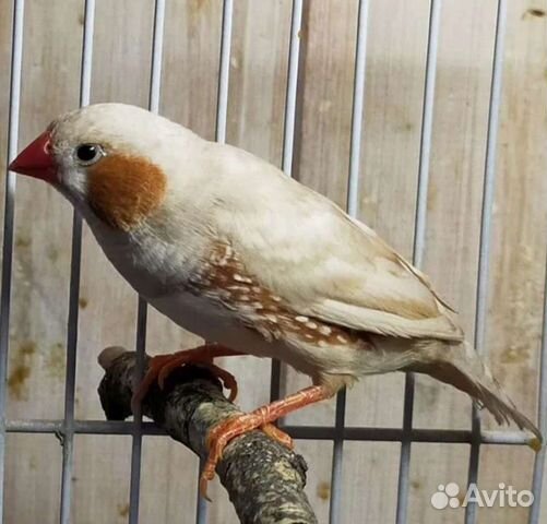 Зебровые амадины