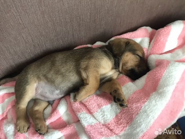 Щеночек 1 месяц в добрые руки