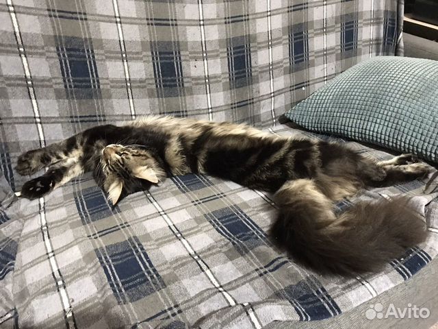 Кот мэйнкун