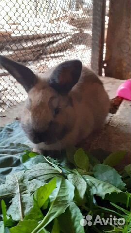 Декоративные карликовые кролики