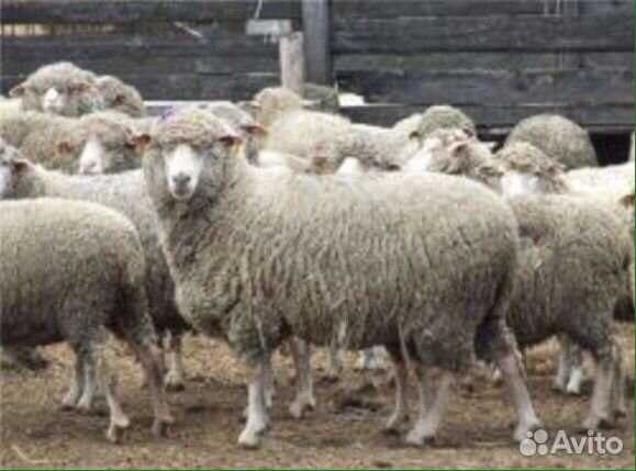 Продаю овец 5 голов
