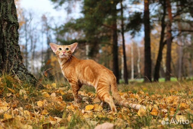 Ориентальный кот вязка