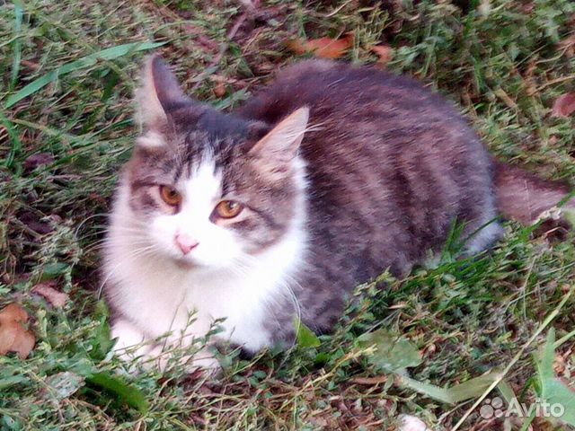 Котик от сибирской кошки