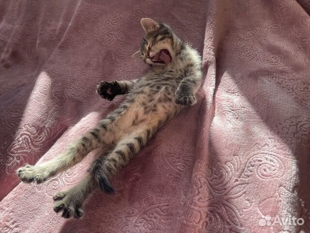 Котенок камышового окраса