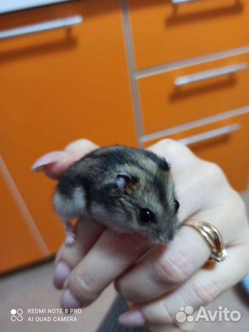 Джунгарский хомяк