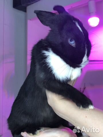 Декоративный кролик девочка