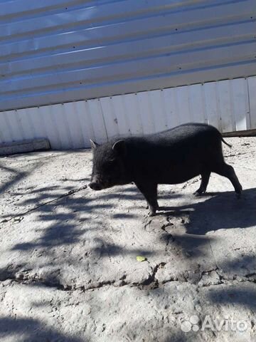 Вьетнамский вислобрюхий хряк