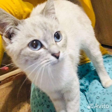 Кошечка невская маскарадная поиск дома