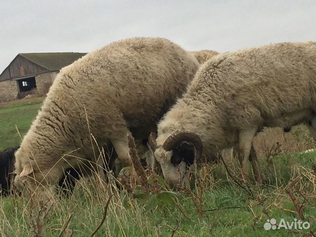 Баран на племя