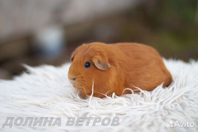Гладкошерстная морская свинка золотая