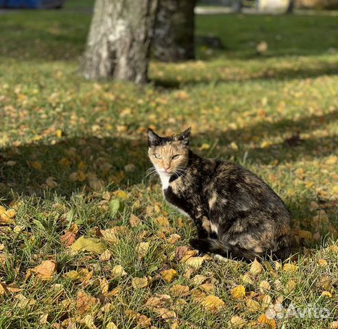 Кошечка Олеся нежная девочка