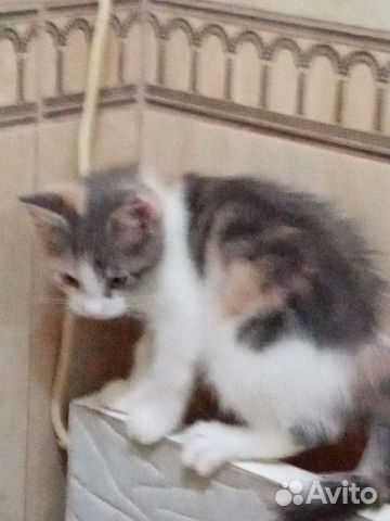 Кошки майкун