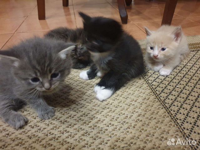 Котята в добрые руки