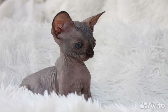 Шикарный котенок