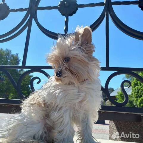 Ищет невесту Йорк Мини