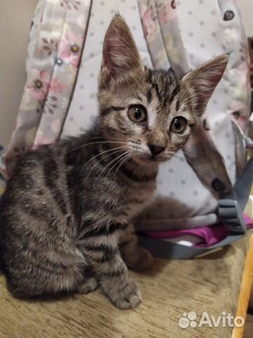 Котенок в добрые руки