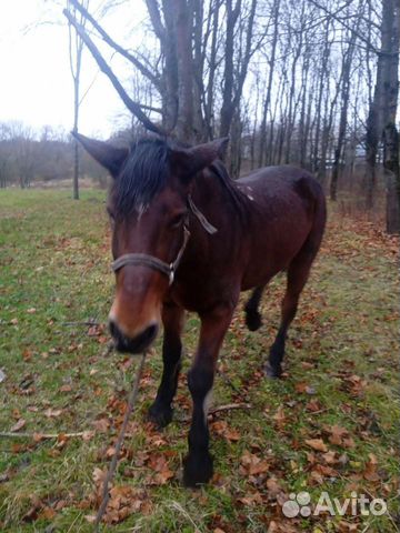 Кобыла тяжеловоз