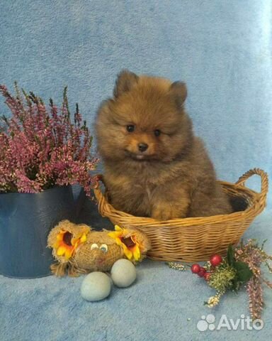 Щенки померанского шпица