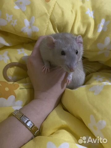 Крыски Дамбо