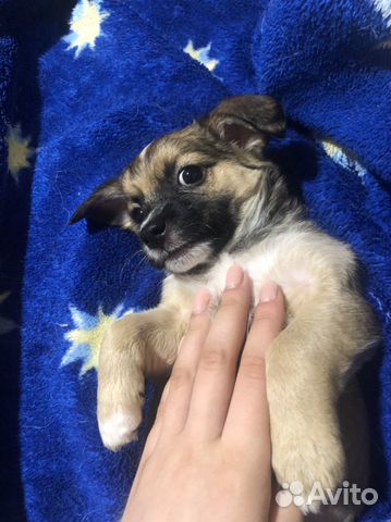 Щенки шпица