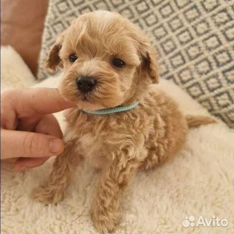 Мальтипу мини