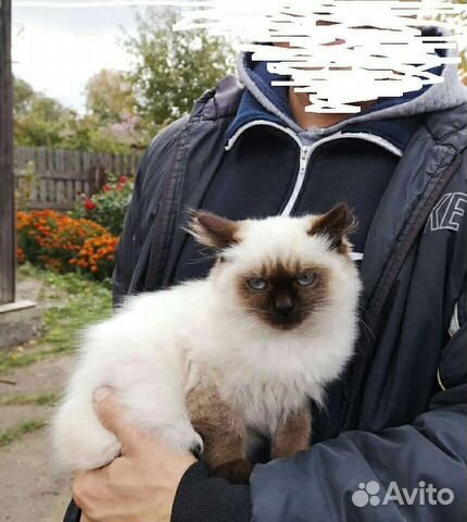 Невская маскарадная бесплатно