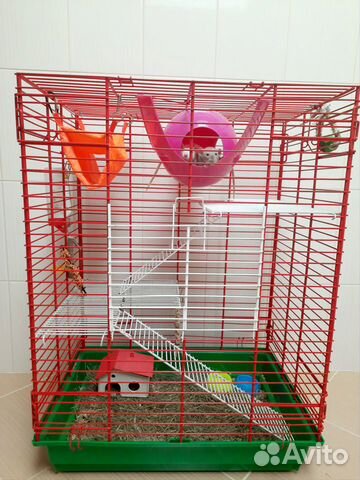 Молодые крысы + все необходимое для содержания