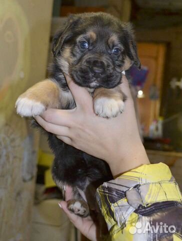 Дети любви (бигль+ овчарка)