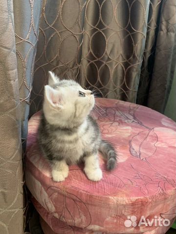 Шотланские вислоухие котята