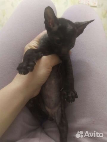 Cornich rex котик, мелкий