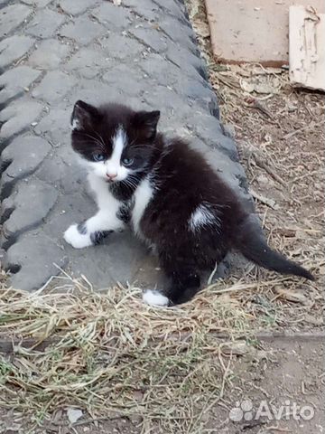 Кошка котенок